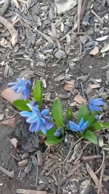 Весна пришла. Теперь точно. Первые подснежники