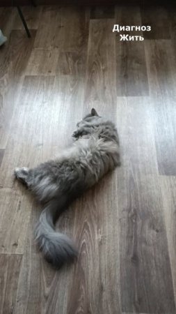 Сима и Хлорка
