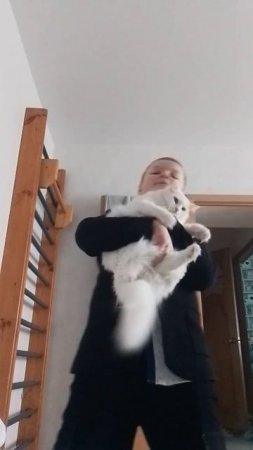 Снежа культурная кошка.