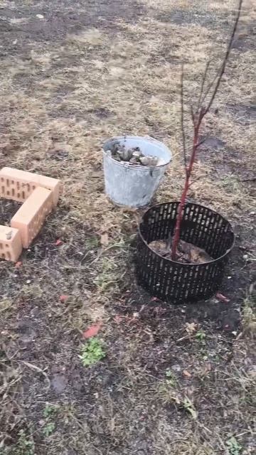 ограждения для молодых деревьев