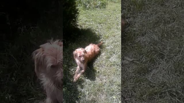 Собачья преданность стихи исп видео Татьяна Талызина