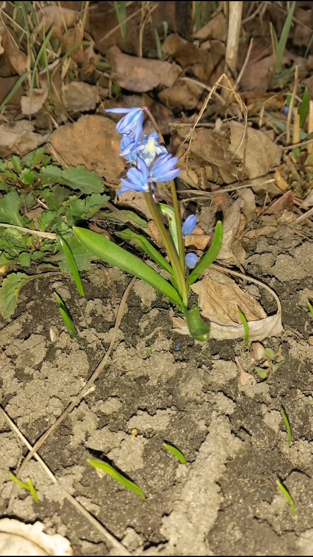 Март 2025 Весна. МикЛаб