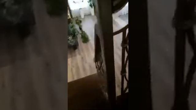 Лестница из тонированного дуба с кованным ограждением