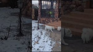 Видео отчет о жизни нашей малышки в новой "стае"