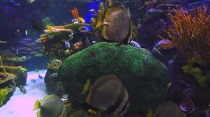 The Best 4K Aquarium for Relaxation  Sleep Relax Meditation Music  - 4K UHD_Master5