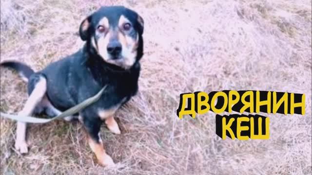 ДВОРЯНИН КЕШ... Передержка