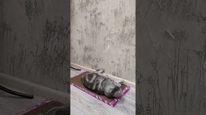 Волшебная когтеточка❤️