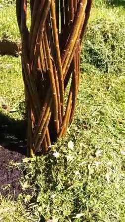 Уход за плетёным деревом, мульчирование ч.4 #ива #farming #nat