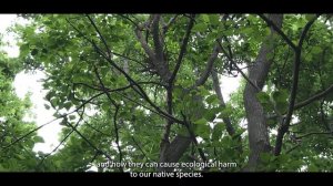 Red mulberry research - What you can do to help!