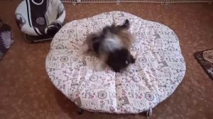Цветные йорки шоколадный йорк Мерле