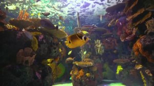 The Best 4K Aquarium for Relaxation  Sleep Relax Meditation Music  - 4K UHD_Master5