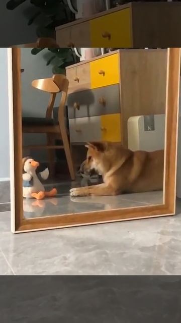 Что будет с игрушкой  Реакция собак на новую игрушку