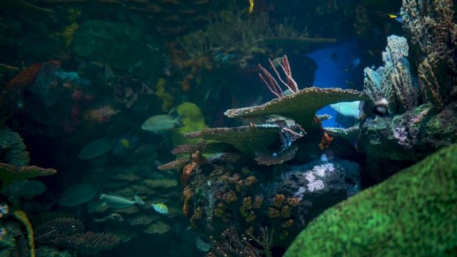 The Best 4K Aquarium for Relaxation .Relaxing Oceanscapes - Sleep Meditation 4K UHD Screensaver
