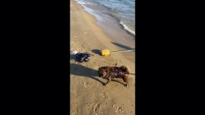 Чихуахуа. Отдых на Черном море
