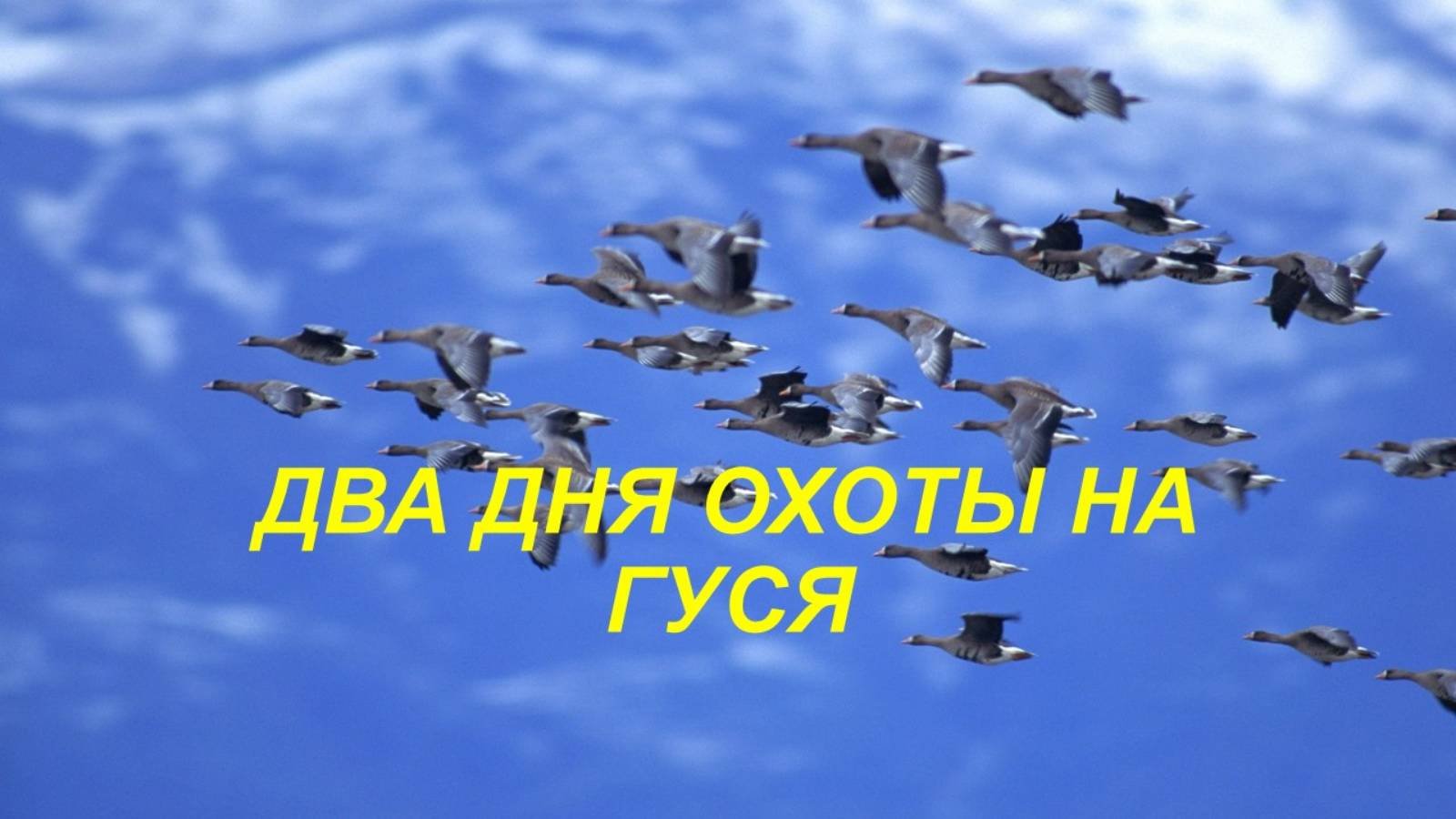 Два дня Охоты на гуся. Весна 2024