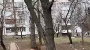 Лиса на Привокзальном в Донецке 🦊