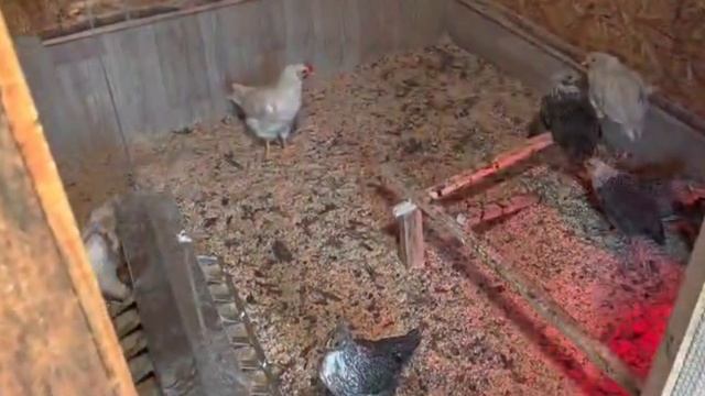 Как правильно организовать пространство на ферме? Прогулка по ферме в сопровождении хозяина.