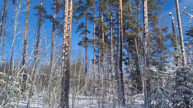 Весна в Санкт-Петербурге. Март засыпает всё снегом. Прогулка на лыжах по лесу в пригороде Сосново.