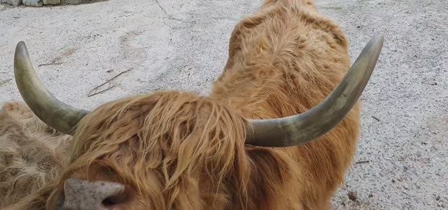 Шотландские высокогорные коровы (хайленд)