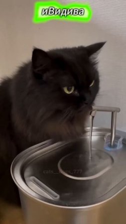 Котики - посмотри не пожалеешь👍