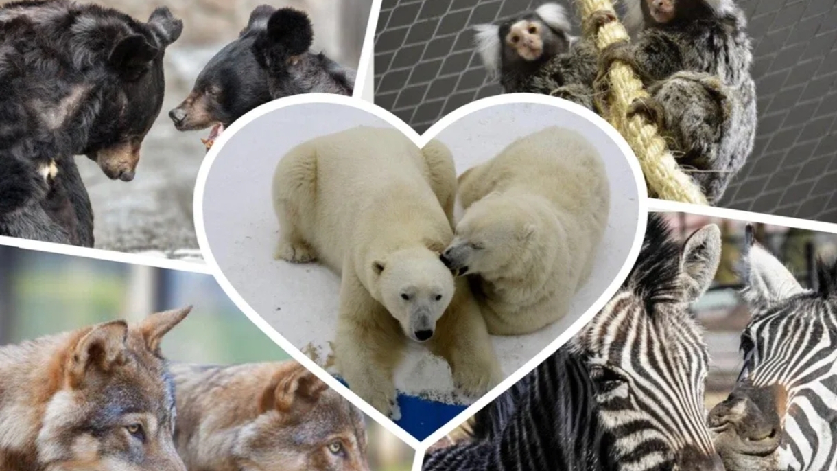 Челябинский зоопарк зверьё !!!