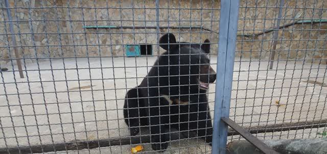 Гималайский медведь
