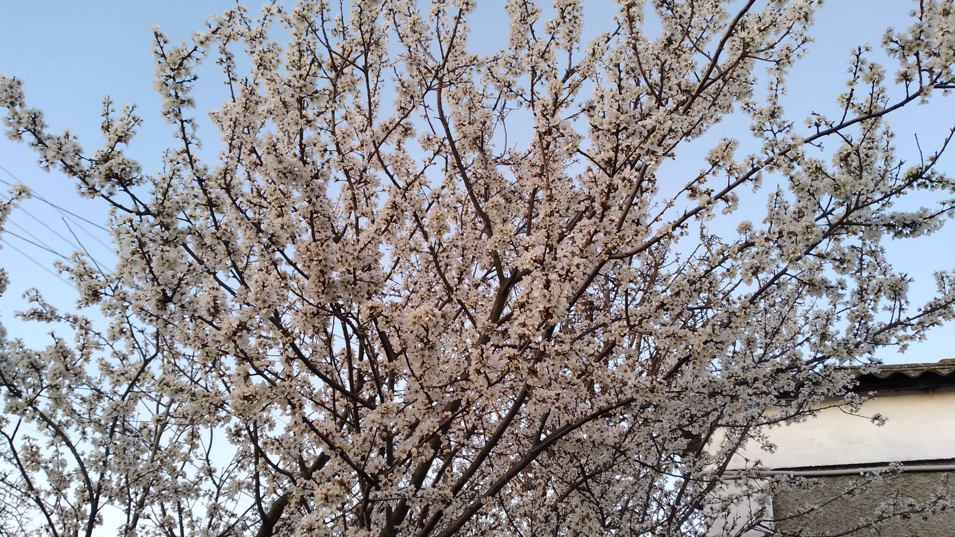 ВЕСНА приморозок