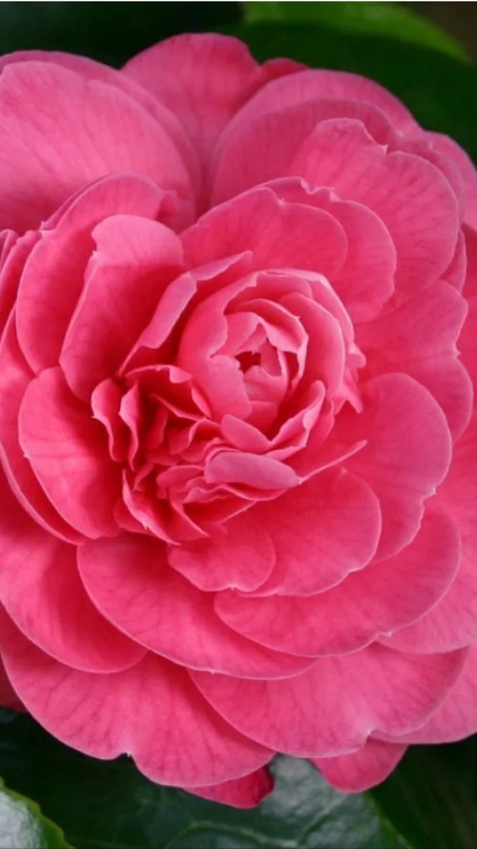 Пересадка КАМЕЛИЙ 18.03.2025#Shorts#комнатныерастения