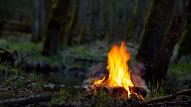 🔥 Лесной костер у небольшого ручья: успокаивающие звуки природы