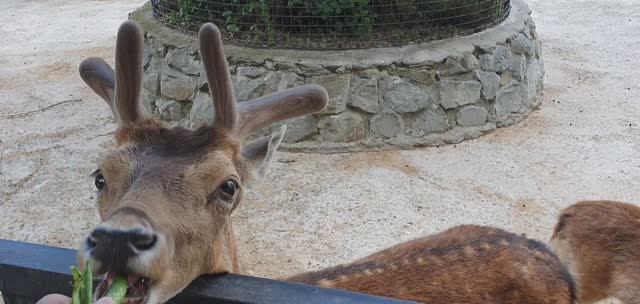 Европейская лань