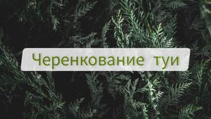 Как вырастить туи из черенков