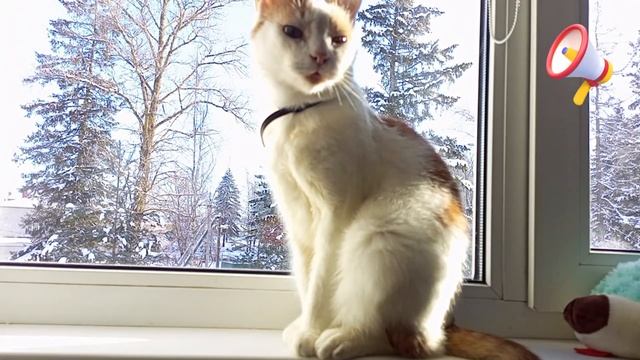 Разрешен ли горох кошкам