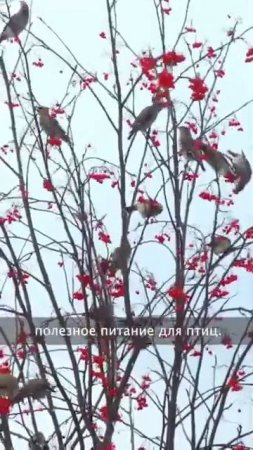 Почему вымирают воробьи #подаридерево