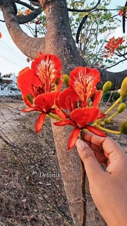 The Royal poinciana / Delonix regia tree also called as Gulmohar #gulmohar #red #asmr #plantlover