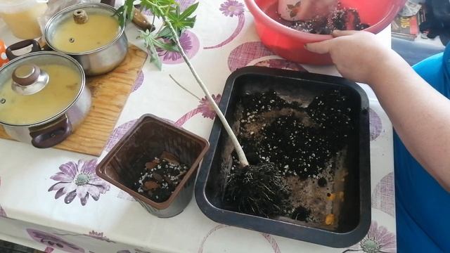 Пересадка Папайи в новый горшок,с частичной заменой грунта 19.03.2025