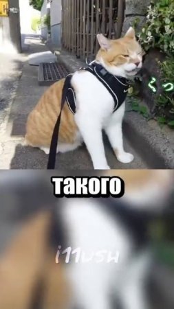 Почему коты открывают рот Why do cats open their mouths