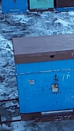 Визуальный осмотр ульев после выставки пчёл из зимовника. #пчеловодство