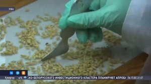 В Башкирии перед посевной специалисты ФГБУ «ВНИИЗЖ» проводят исследования семян