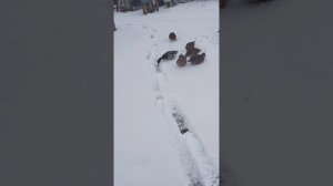 Дикие кабачки радуются снегу