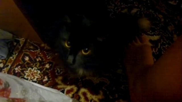 кошка ест фисташки