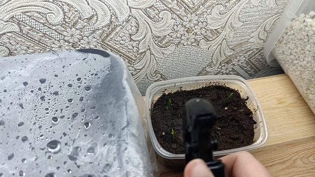 Стимуляция роста рассады: проверенный метод. Первые всходы что делать дальше