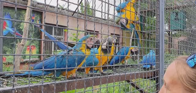 Попугаи Ара