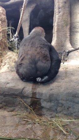 Gorilla eats his own poop - madrid