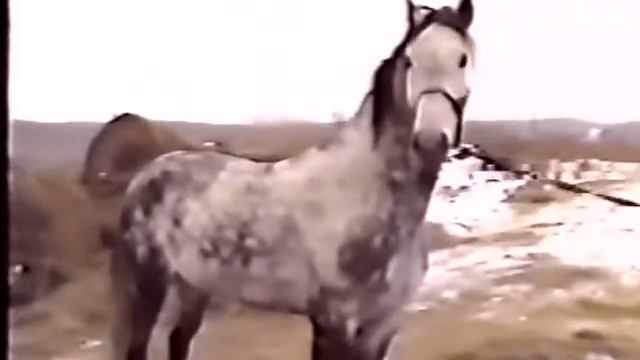 Deathmade / Enslaved / ZAKAL