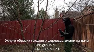 Услуги обрезки плодовых деревьев вишни. Выезд на работы агрономов по Москве и области. Заказывайте!