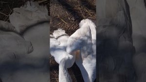 Злыдни нападают