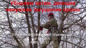Услуги обрезки и формирования плодовых деревьев на участке. Заказать выезд агрономов по Москве и обл