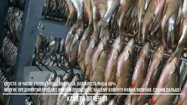 Вялка рыбы