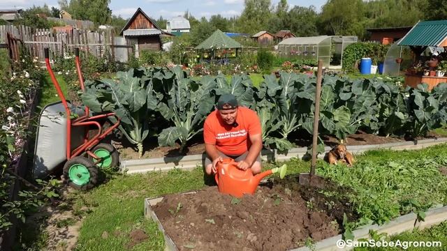 Самый ПРОСТОЙ СПОСОБ улучшить вашу почву на грядке