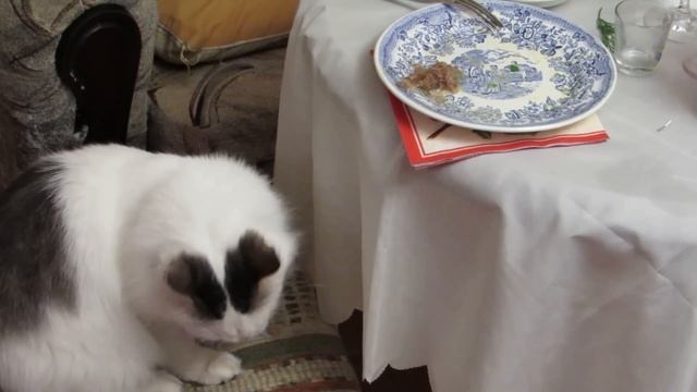 Кошка ест холодец